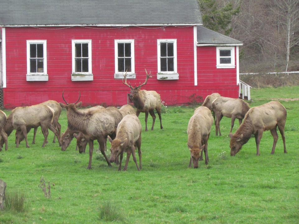 Red Barn and Elk | Shutterbug